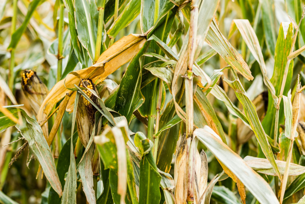 University of Wisconsin – Corn Grain Trial Results - Legacy Seeds