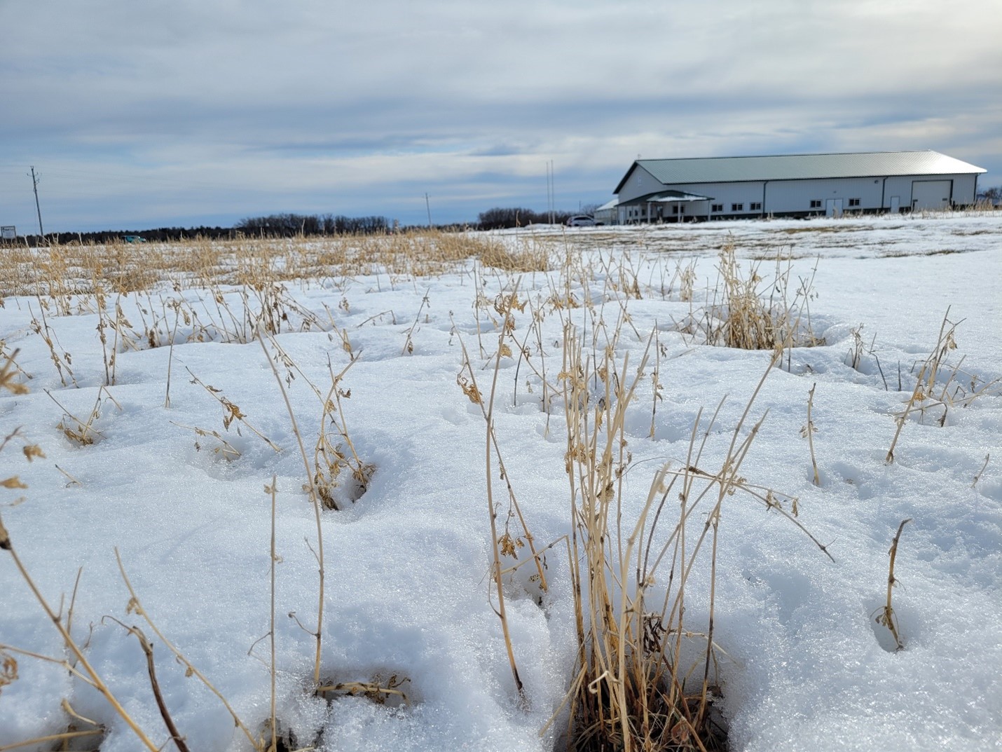 Persistence is A Key Attribute to Our Alfalfa Line-Up - Legacy Seeds