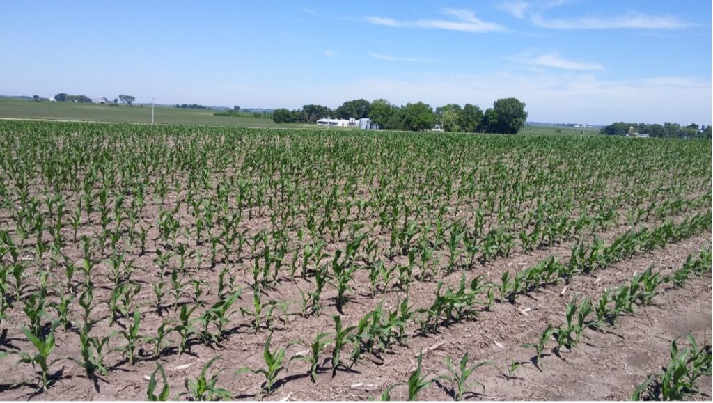 Drought Stress on Corn Development - Legacy Seeds